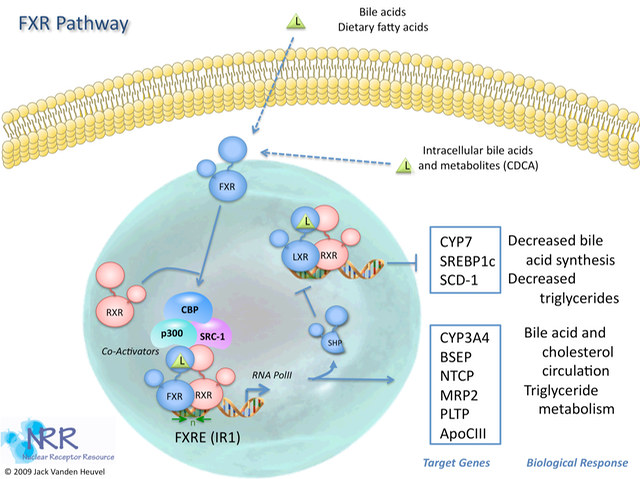 FXR Pathway | NRResource.org