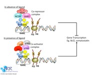 NR1B1, Retinoic Acid Receptor Alpha (RARα) | NRResource.org